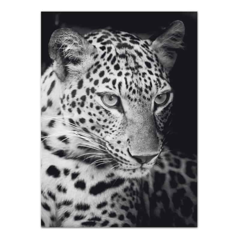 POSTER LEOPARD (POST0179)
